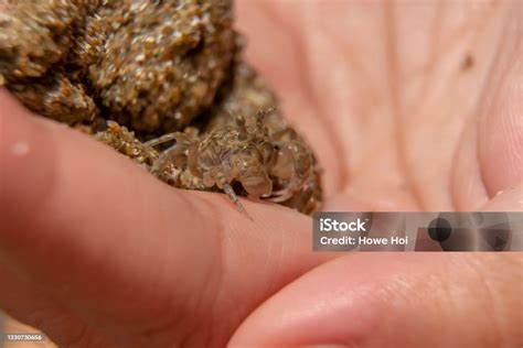 손에 작은 유령 게를 닫습니다 작은 게 바다 게 맹그로브 게의 매크로 사진 말레이시아 가까운에 대한 스톡 사진 및 기타 이미지 Istock