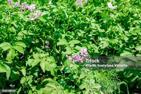 녹색 감자 콩나물이 피는 채소 밭 사진 농장에서 어린 감자의 성장과 꽃 0명에 대한 스톡 사진 및 기타 이미지 0명 가루로 빻은 감자 요리 Istock