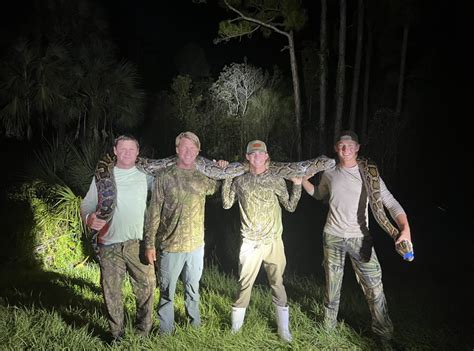 Watch Tampa Locals Capture Burmese Python In Everglades