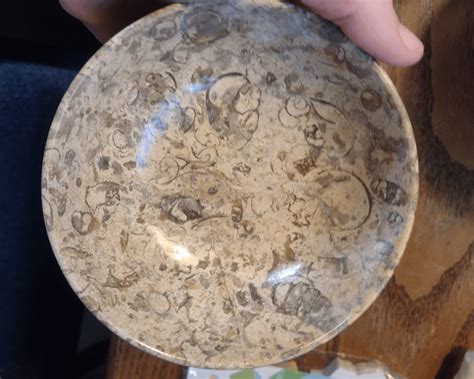 Found This For 2 At Thrift Shop Real Fossils Or Manufactured R Fossilid