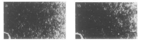 Permeation Map Of Compatibilized Polystyrene Polyproylene Membrane Download Scientific Diagram