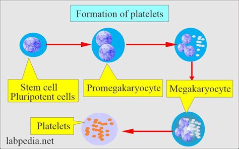 Platelets Part 2 Platelets Count Thrombocyte Count Labpedia By Prof Riaz A Bhutta