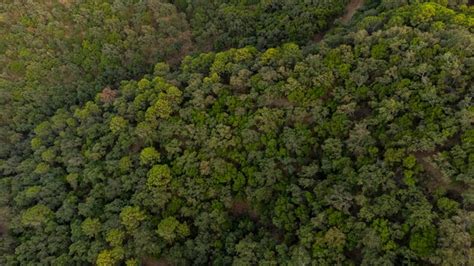 Premium Photo Mediterranean Forest