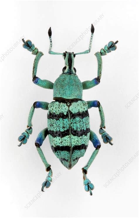 Eupholus Weevil Stock Image C002 3929 Science Photo Library
