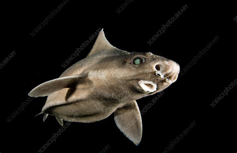 Angular Roughshark Stock Image C0416403 Science Photo Library Angular Roughshark Stock Image C0416403 Science Photo Library