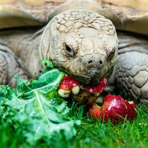 Can Sulcata Tortoises Eat Marigolds At Geraldine Givens Blog