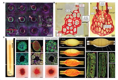 A I Cross Sectional Confocal Microscopy Image Of A 1 Cm Thick Download Scientific Diagram