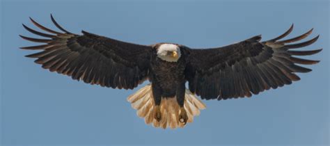 Javascript Bigint Drbrain