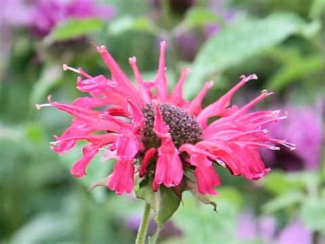 モナルダはどんな植物？ わかりやすく解説 Weblio辞書