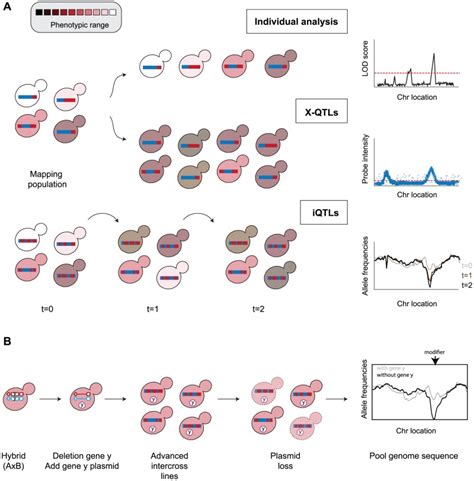 A Qtl Mapping Has Evolved From The Classical Approach Of Individual Download Scientific
