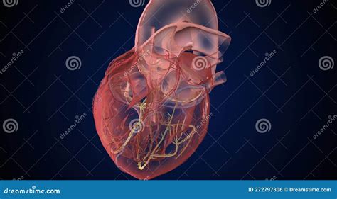 During A Normal Heartbeat A Network Of Specialized Fibers In The Heart Controls The