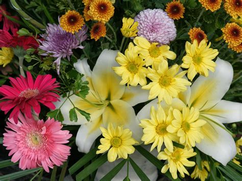 Lovely Flowers Hd Wallpaper Wallpapers