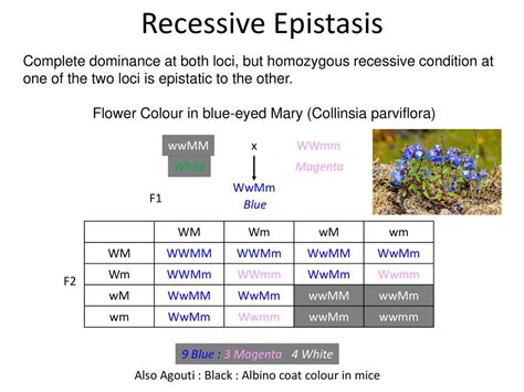 Recessive Epistasis Complete Dominance At Both Loci But Homozygous Recessive Condition At One