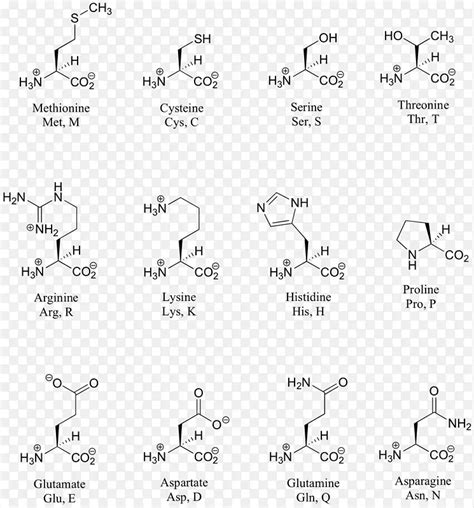 氨基酸分子结构示意图png图片素材下载 图片编号4009501 Png素材网