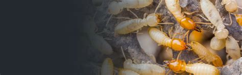 A Complete Guide To Termites Beebes Pest And Termite Control