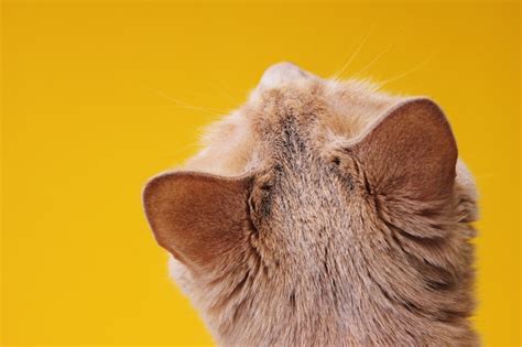 Premium Photo The Back Of The Head Of A Red Cat In Close Up On A