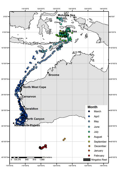 Mapping The Migratory Route Of Pygmy Blue Whales Magazine Issue 26