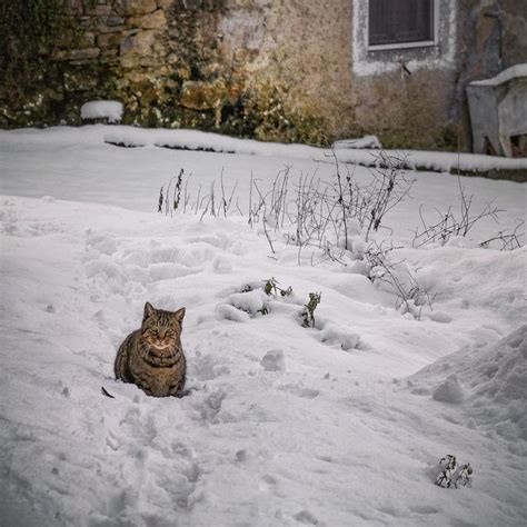 Francesco Frilli On Instagram Snowcat Ifrilli