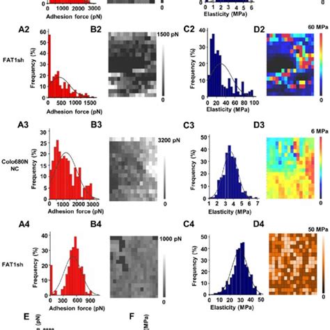 Afm Force Distance Curve Analyses To Detect The Adhesive Force And