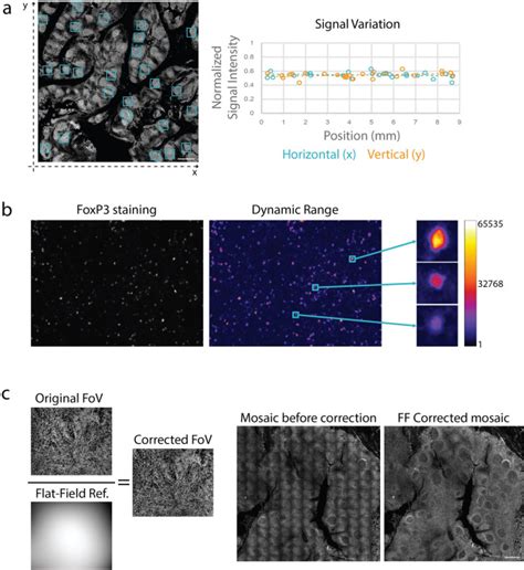 Fully Automated Sequential Immunofluorescence Seqif For Hyperplex Spatial Proteomics Pmc