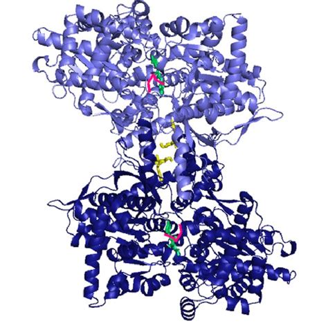 The 3d Structure Of Phosphorylase Kinase Download Scientific Diagram