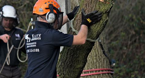 How Much Does Tree Removal Cost Elite Arborists