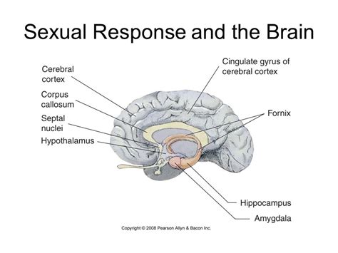 Sexual Arousal And Response Ppt Video Online Download Sexual Arousal And Response Ppt Video Online Download