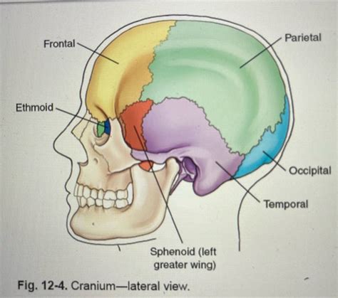 Skull Anatomy Flashcards Quizlet