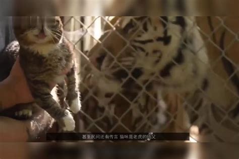 小老虎第一次见到猫咪扑上去又亲又咬镜头拍下全过程 猫咪 镜头 全过程