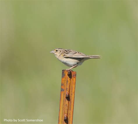 Grasshoppersparrow1 Grasshoppersparrow1