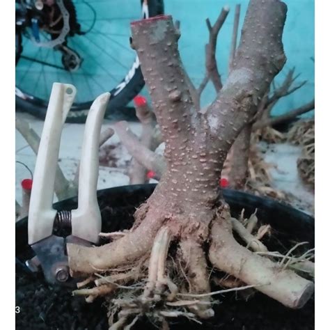 Jual Bahan Bonsai Anting Putri Prokar Prospek Shopee Indonesia