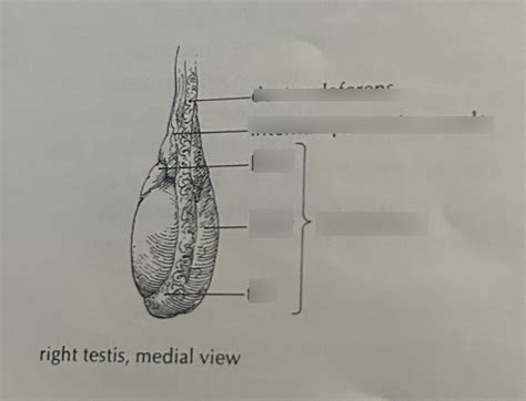Lab 8 Diagram Quizlet