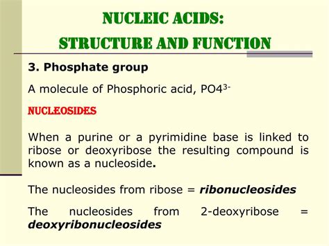 Nucleic Acids Examples And Functions At Myron Moses Blog