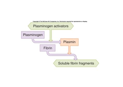 Physiology Lecture 16 Fibrinolysis And Thrombosis Flashcards Quizlet