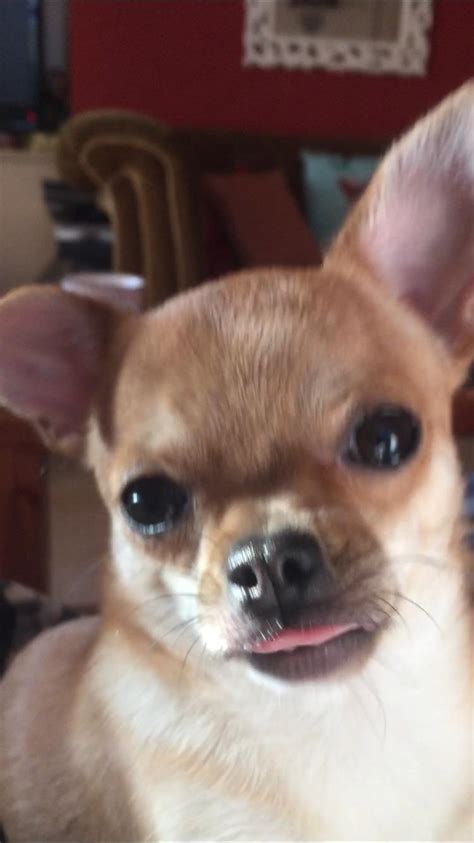 She Loves The Camera 💓 R Chihuahua