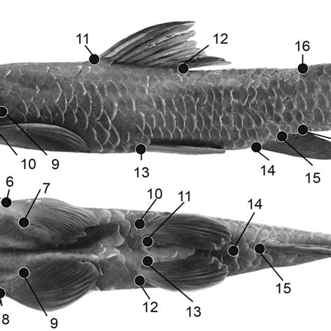 Homologous Landmarks Used In Geometric Morphometric Analyses Following