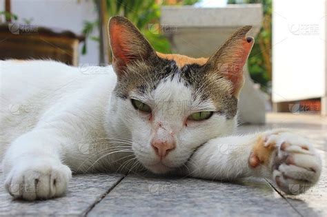 懒惰的杂色猫
