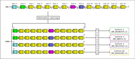 Representation Of The Intron Exon Structure Of The Human Ate1 Gene The Download Scientific