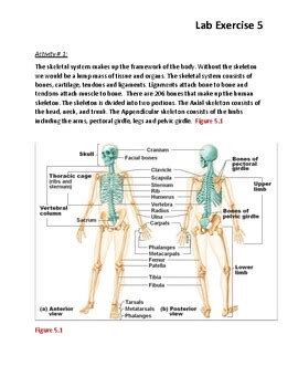 A P I Lab Exercise Bone Classification And Structure Babe Version