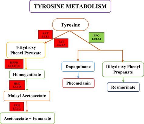 Tyrosine Metabolism