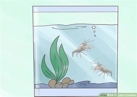 How To Catch Crawfish