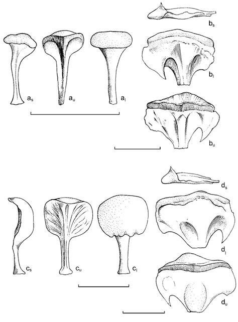 Microsporophylls And Megasporophylls A B Agathis Flavescens Ridl A
