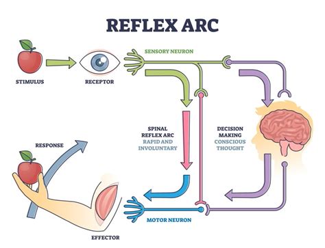 Somatic Nervous System Definition Function And Examples