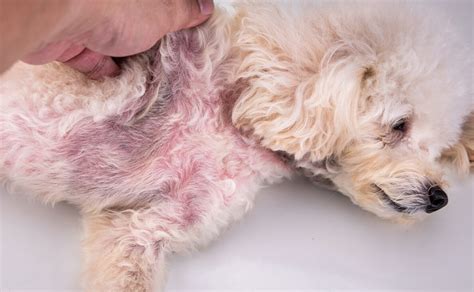 What Is Canine Pyoderma Skin Infections In Dogs Explained Canine