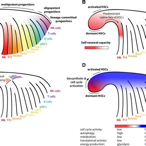 Hematopoietic Stem Cell Commitment Model A Overview B Self Renewal Download Scientific