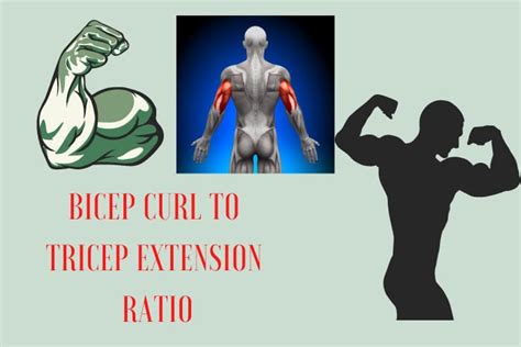 Whats The Ideal Bicep Curl To Tricep Extension Ratio Solved My Bodyweight Exercises