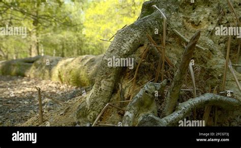 Tree Foot Roots Stock Videos Footage HD And K Video Clips Alamy