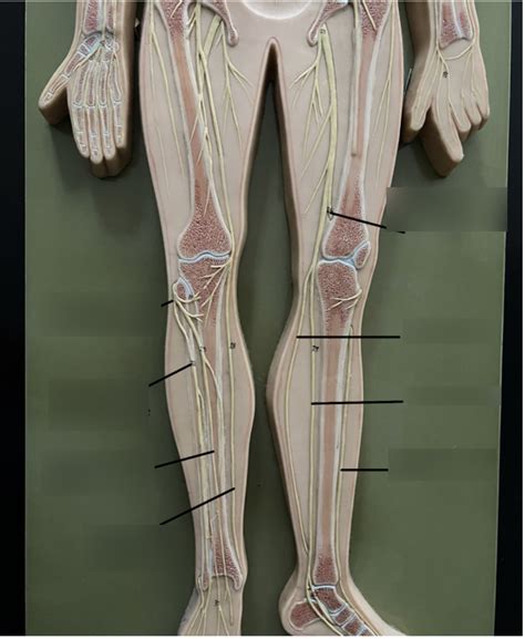 Lumbar And Sacral Plexus Diagram Quizlet