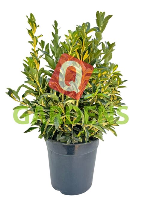 Euonymus Fortunei Emerald Gaiety Q Gardens Euonymus Fortunei Emerald Gaiety Q Gardens