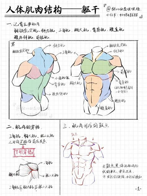绘画笔记人体肌肉结构 躯干